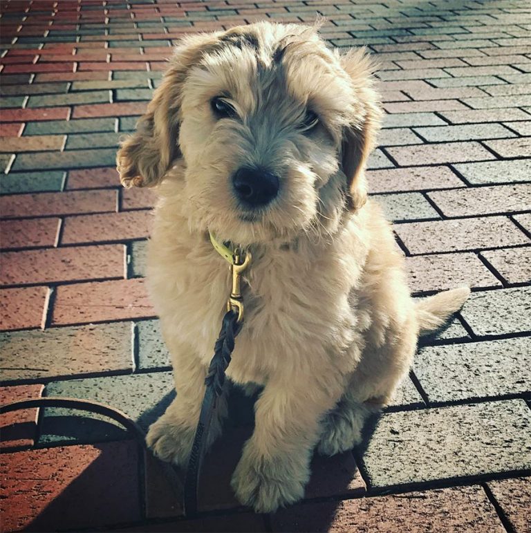 Puppy Training Programs Arizona Premier Dog Training Programs puppy-training-programs-arizona-premier-dog-training-programs